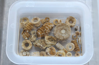 casting objects in resin paperweights diy tutorial (15) - Resin Crafts Blog