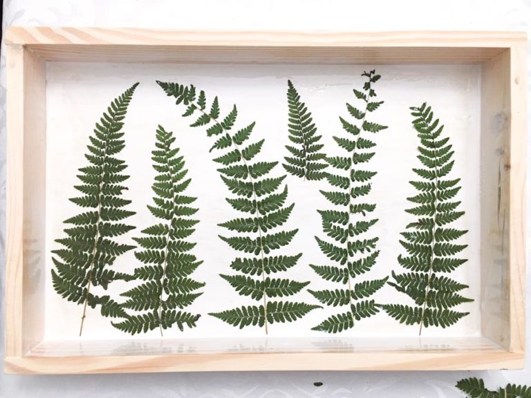 Pressed Fern and Resin Plaque - Resin Crafts Blog